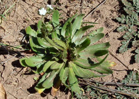 Rusty Popcorn flower, Plagiobothrys nothofulvus