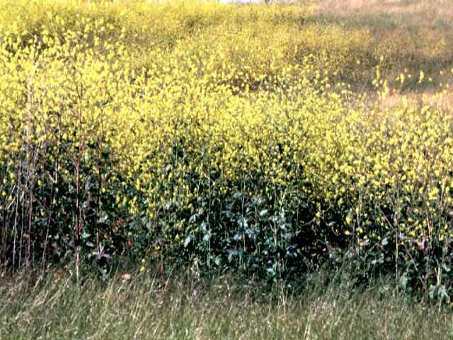 Black Mustard