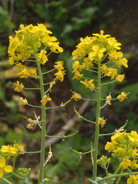 Field Mustard, Brassica rapa