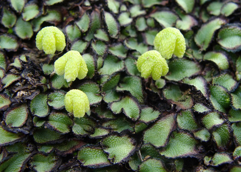 California Asterella, Asterella californica