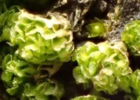 Liverworts (Marchantiophyta) of Orange County, California