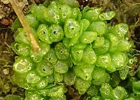 Liverworts (Marchantiophyta) of Orange County, California