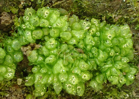 Texas Balloonwort, Sphaerocarpus texanus