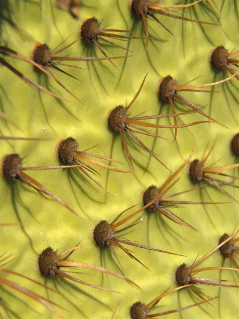 Oracle Cactus, Opuntia oricola