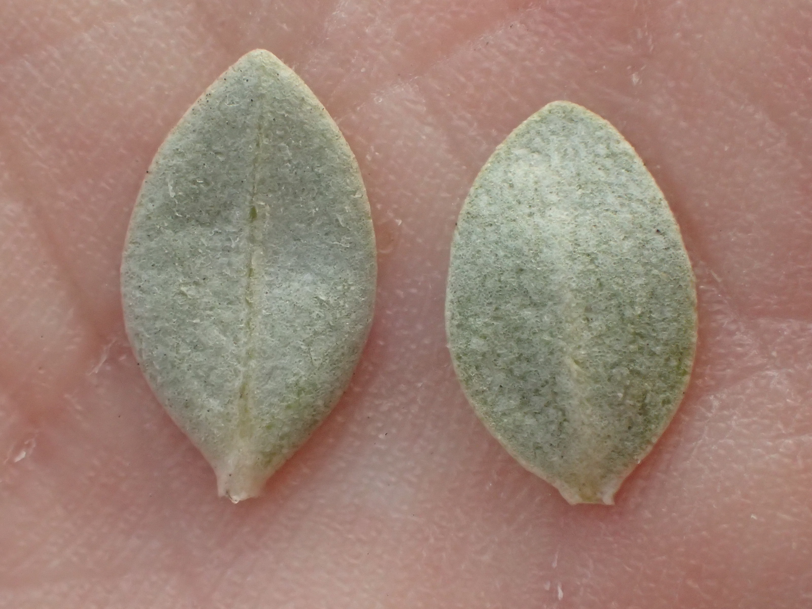 Watson's Saltbush, Atriplex watsonii