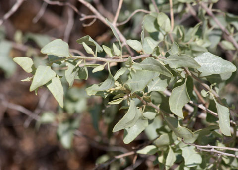 Quailbush (Big Saltbush, Brewer's Saltbush), Atriplex lentiformis ssp ...