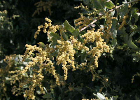 Quailbush (Big Saltbush, Brewer's Saltbush), Atriplex lentiformis ssp ...