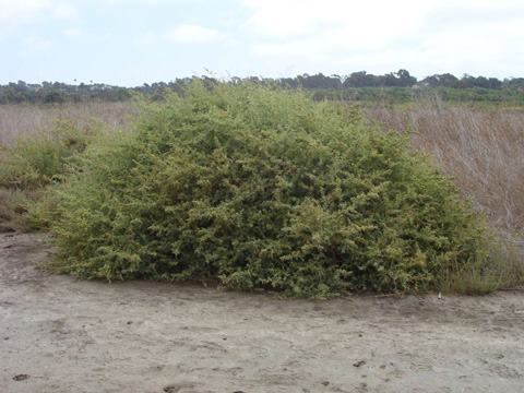 Quailbush (Big Saltbush, Brewer's Saltbush), Atriplex lentiformis ssp ...