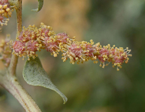 Quailbush (Big Saltbush, Brewer's Saltbush), Atriplex lentiformis ssp ...