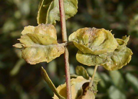 Quailbush (Big Saltbush, Brewer's Saltbush), Atriplex lentiformis ssp ...