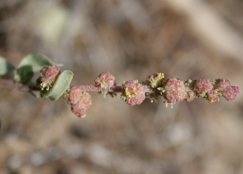 Quailbush (Big Saltbush, Brewer's Saltbush), Atriplex lentiformis ssp ...