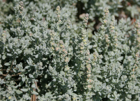 California saltbush, Extriplex californica