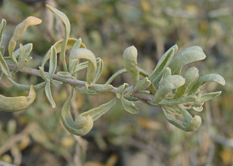 California saltbush, Extriplex californica