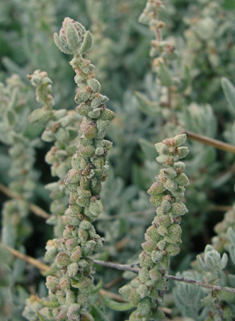 California saltbush, Extriplex californica