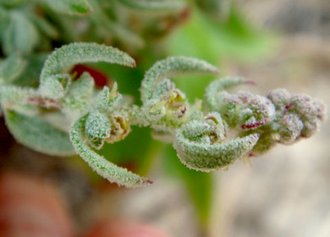 California saltbush, Extriplex californica