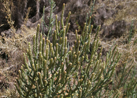 Pacific Pickleweed, Salicornia pacifica
