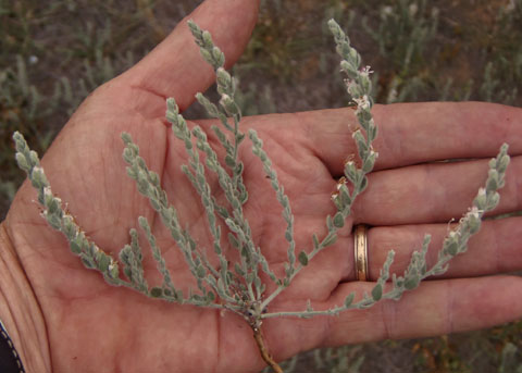 Alkali Weed, Cressa truxillensis
