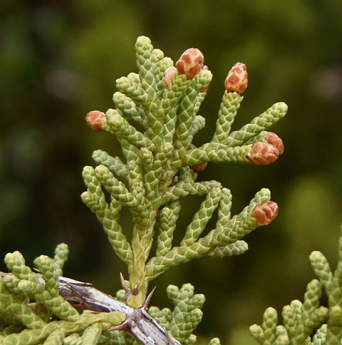 California Juniper, Juniperus californica