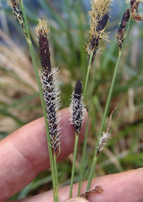 Santa Barbara Sedge, Carex sp., prob barbarae