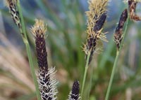 Monocots of Orange County, California - Monocots