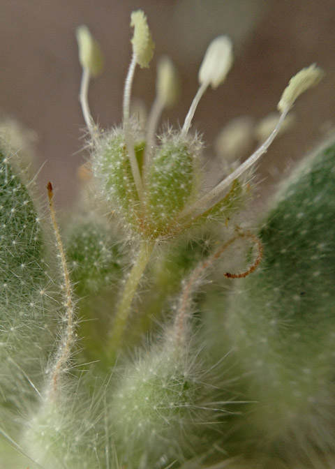 Doveweed (Turkey mullein), Croton setigerus
