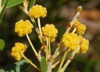 Legumes of Orange County, California