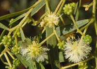 Legumes of Orange County, California
