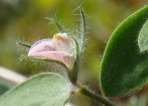Spanish Clover, Acmispon americanus