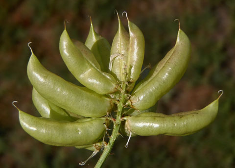 Pomona Locoweed, Astragalus pomonensis