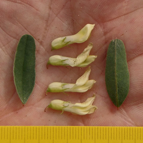 Ocean Locoweed, Astragalus trichopodus var. lonchus