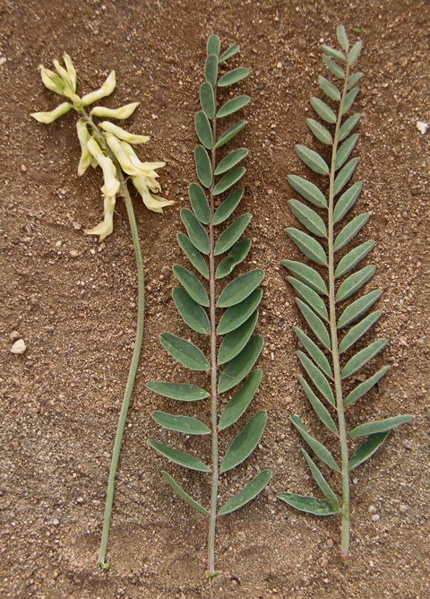 Ocean Locoweed, Astragalus trichopodus var. lonchus