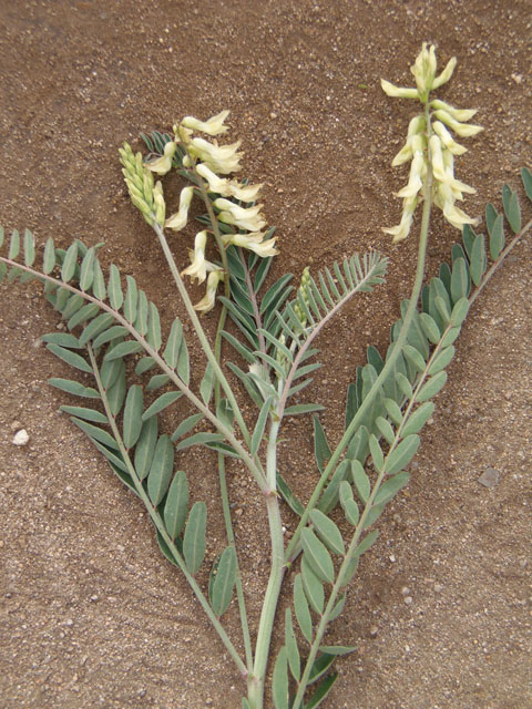 Ocean Locoweed, Astragalus trichopodus var. lonchus