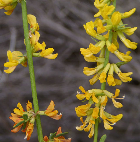 Common Deerweed (California broom), Acmispon glaber