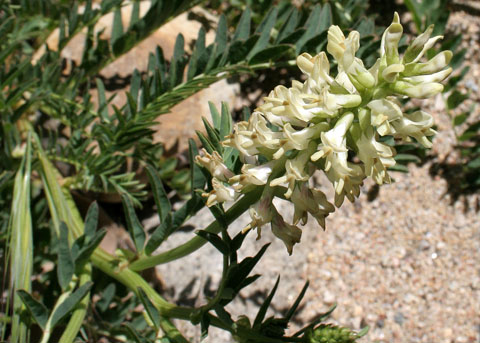 Pomona Locoweed, Astragalus pomonensis