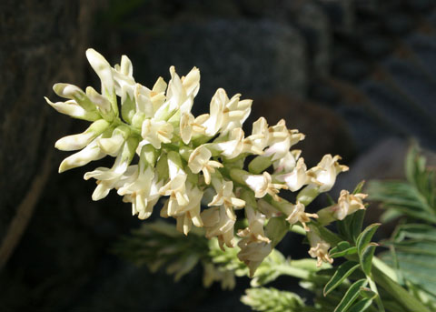 Pomona Locoweed, Astragalus pomonensis