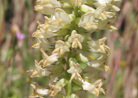 Pomona Locoweed, Astragalus pomonensis