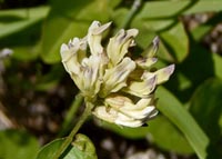 Legumes of Orange County, California