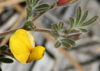Legumes of Orange County, California
