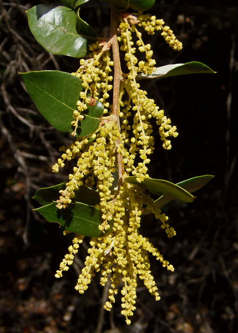 Canyon Oak, Quercus chrysolepis