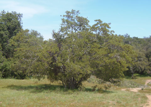 Engelmann oak, Quercus engelmannii