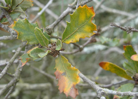 Engelmann oak, Quercus engelmannii