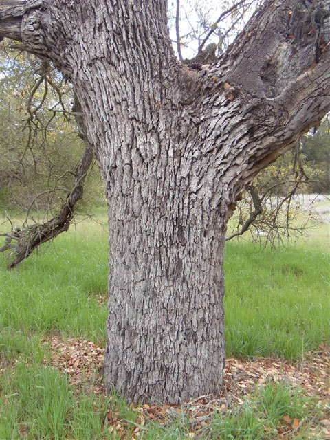 Engelmann oak, Quercus engelmannii