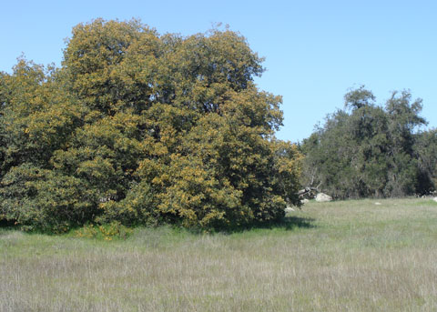 Engelmann oak, Quercus engelmannii