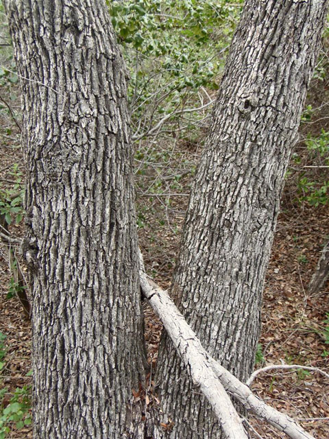 Interior Live Oak, Quercus wislizenii