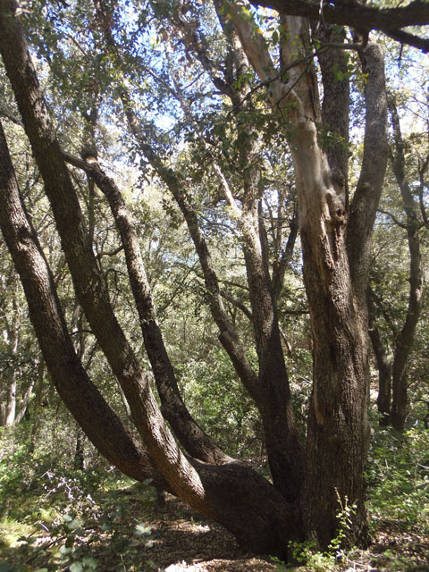 Interior Live Oak, Quercus wislizenii
