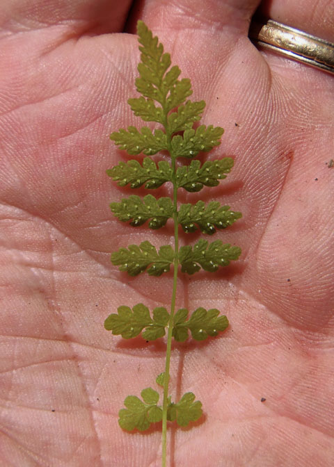 Bladder Fern, Cystopteris fragilis