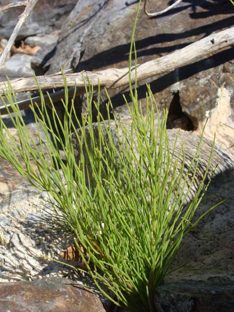 Smooth horsetail, Equisetum laevigatum
