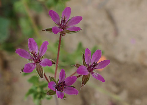 Red-stemmed filaree, Erodium cicutarium