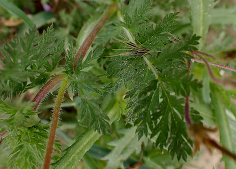 Red-stemmed filaree, Erodium cicutarium