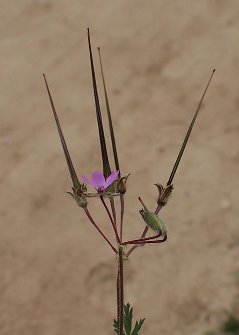 Red-stemmed filaree, Erodium cicutarium